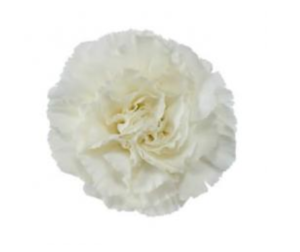 Carnation – Foratini