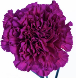Carnation – Goleb