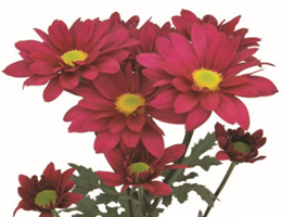 Pompons – Daisy – Show