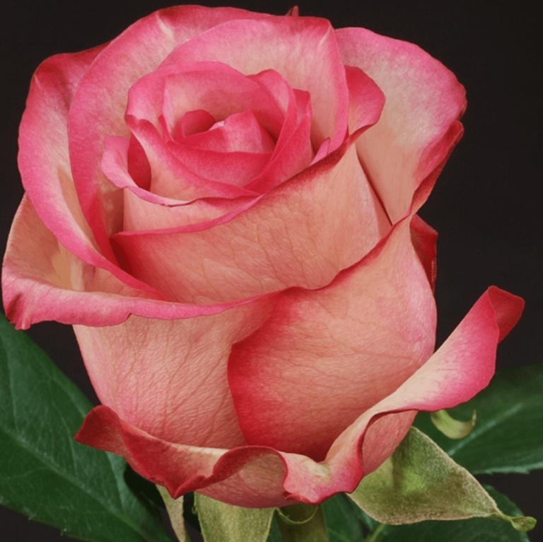 Rose – Latin Lady
