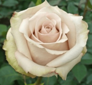 Quicksand Rose Flower | Bulk Flowers Near Me - Budzi