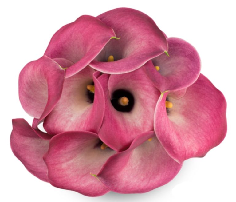 Calla Lilly Mini - Denver